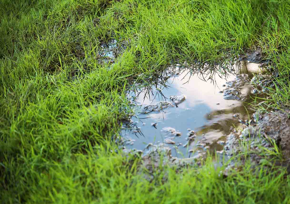 Solve Your Lawn Drainage Problems with These Systems | Best Pick Reports