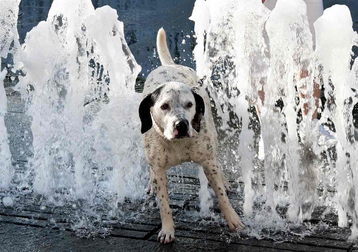 Dog Days: The Toll Heat and Humidity take on Your Home | Best Pick Reports