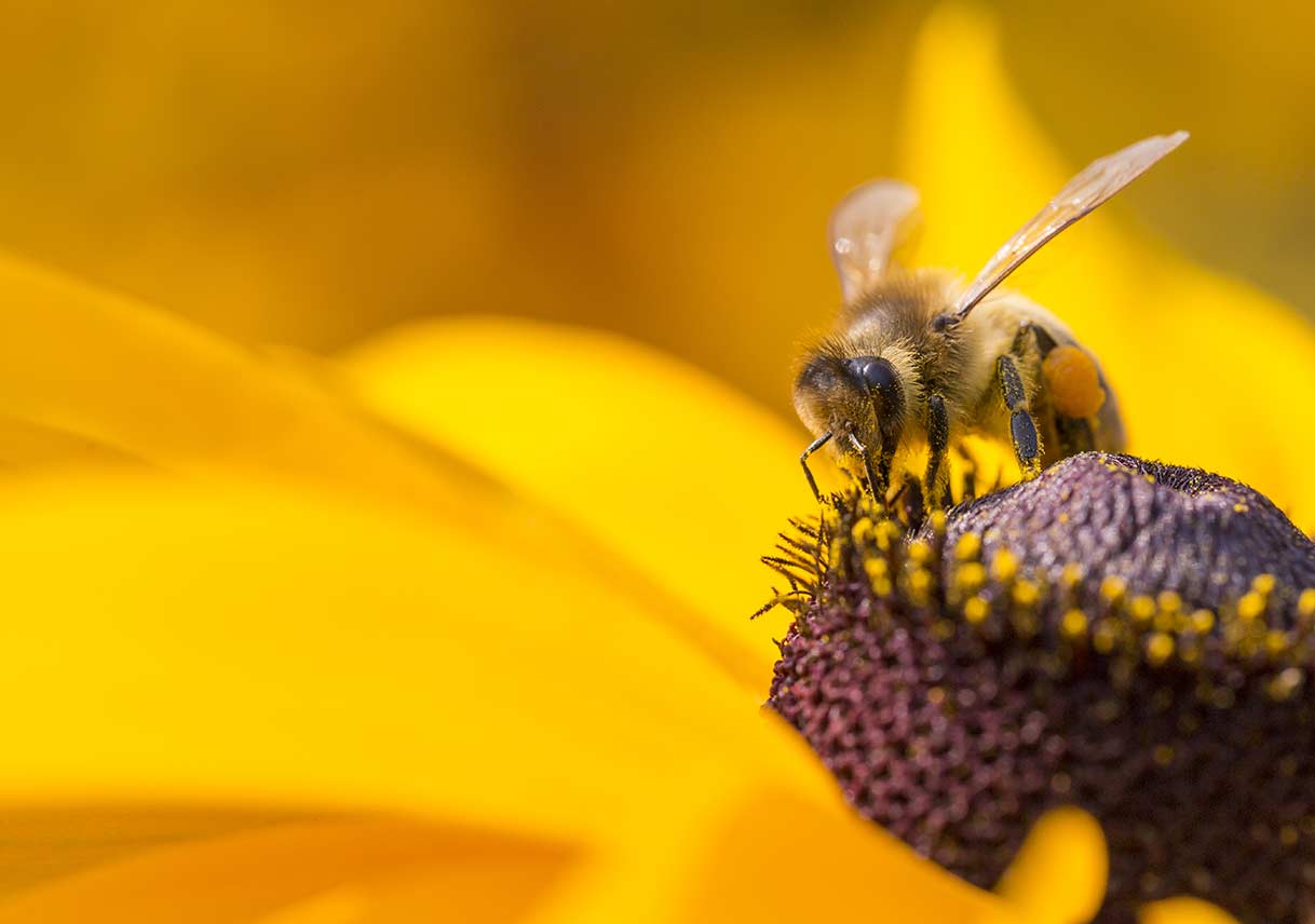 What’s the Buzz About Bee Gardens? | Best Pick Reports