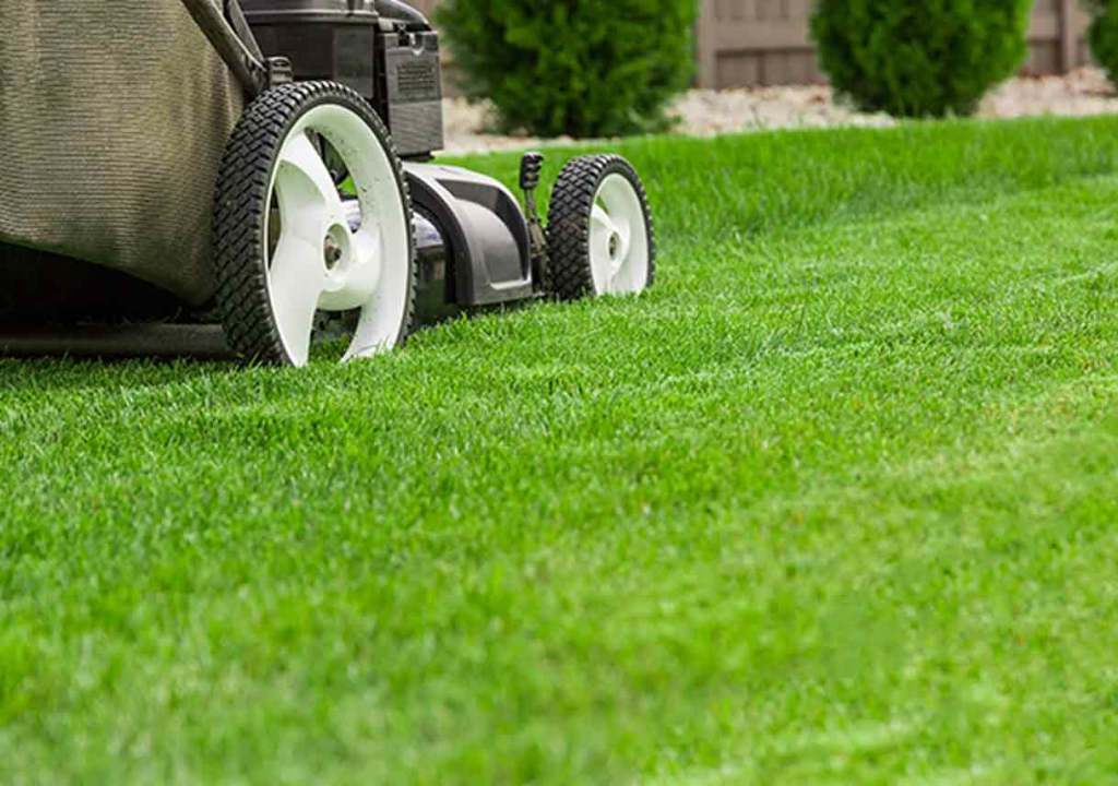 9 Tips on Maintaining the Perfect Lawn | Best Pick Reports