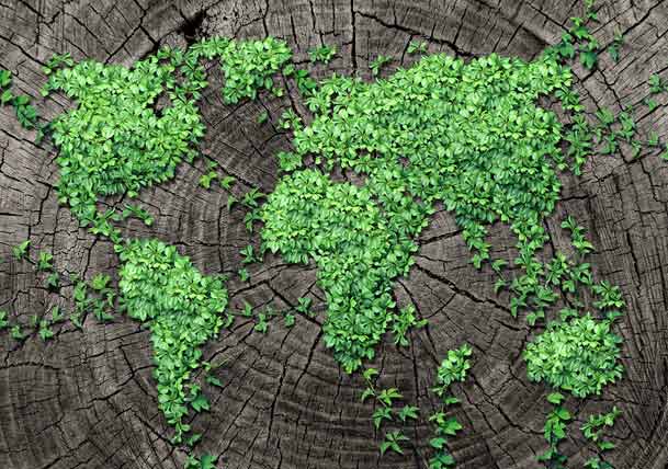 How to Find the Right Greenery for Your Climate | Best Pick Reports