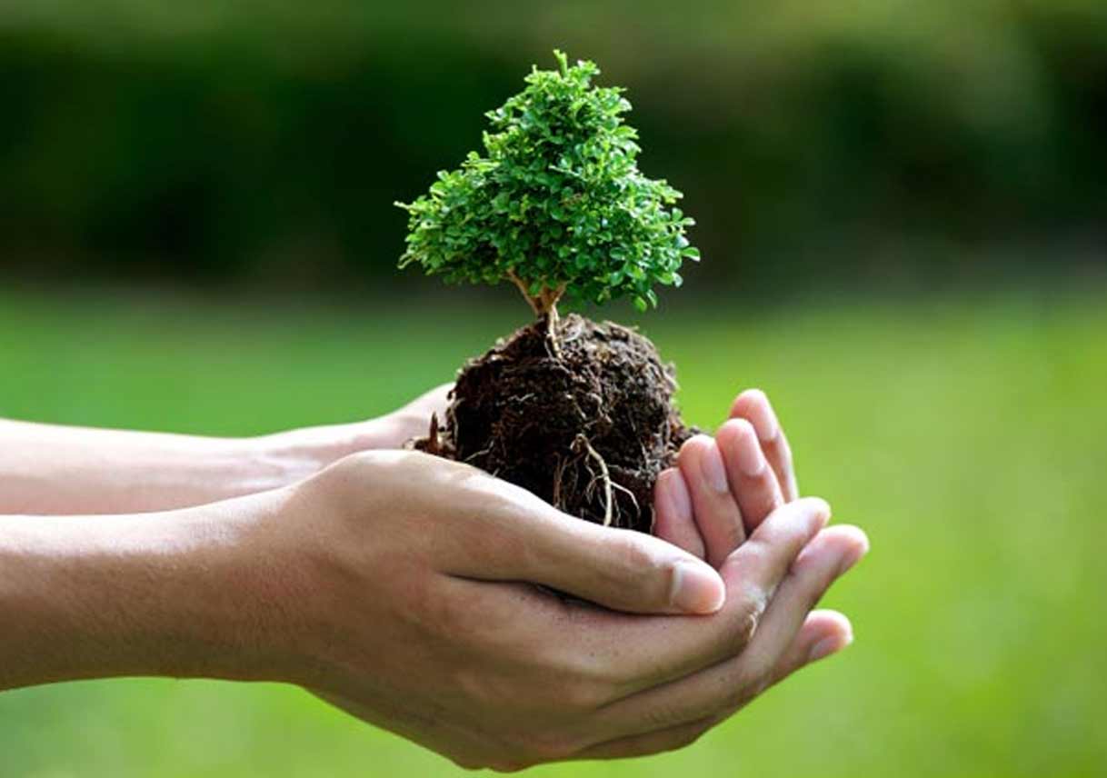 What Makes the Tree Care Industry Association So Poplar | Best Pick Reports