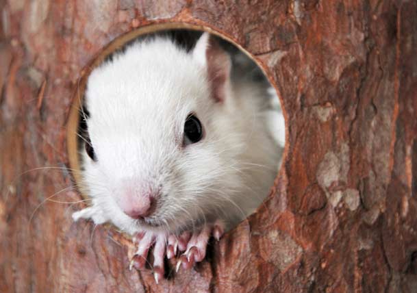 The 6 Safest Ways to Send Unwanted Critters Packing | Best Pick Reports