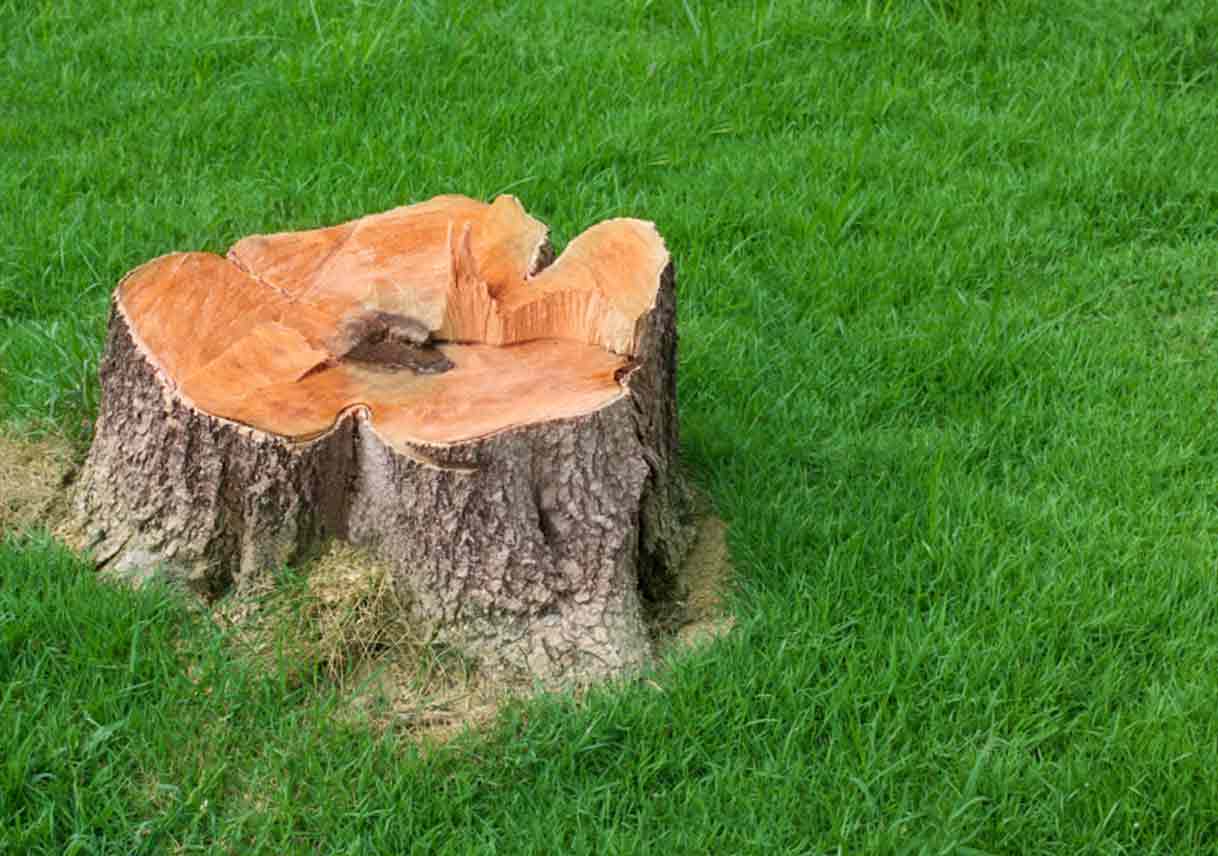Stumped? The Ins and Outs of Stump Removal | Best Pick Reports