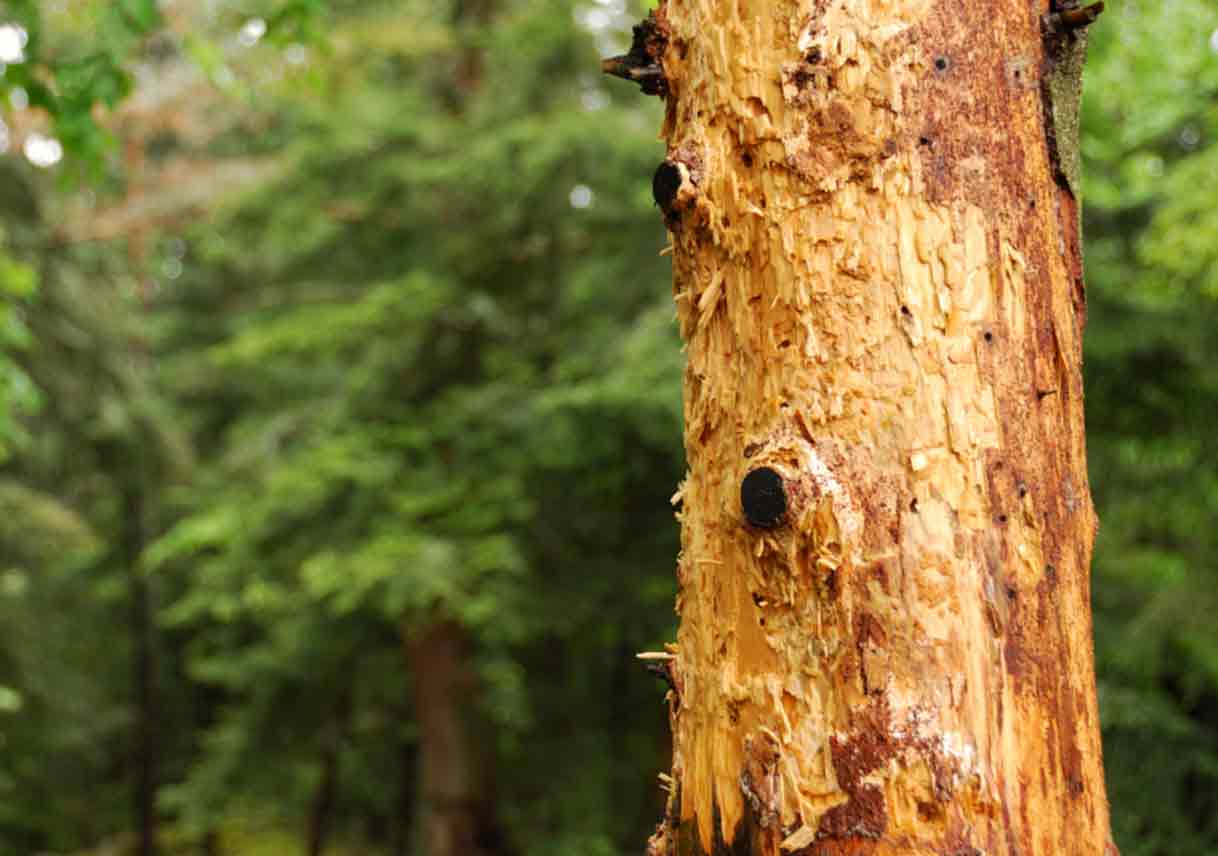 Different Types of Tree Damage | Best Pick Reports