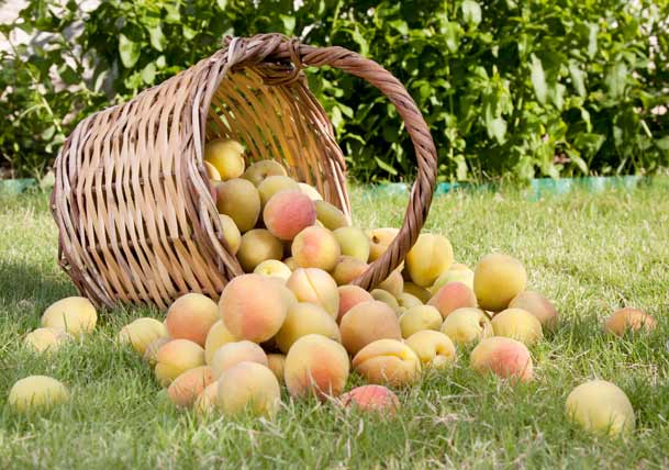 Want Homegrown Fruit? Tips for Growing Fruit Trees | Best Pick Reports