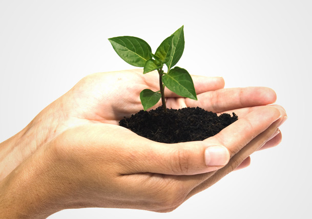 One Best Pick’s Tips on How to Choose a Tree Type and Where to Plant It ...