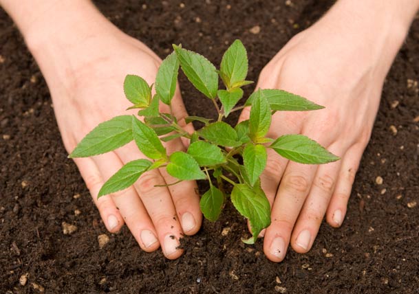 How to Plant a New Tree | Best Pick Reports