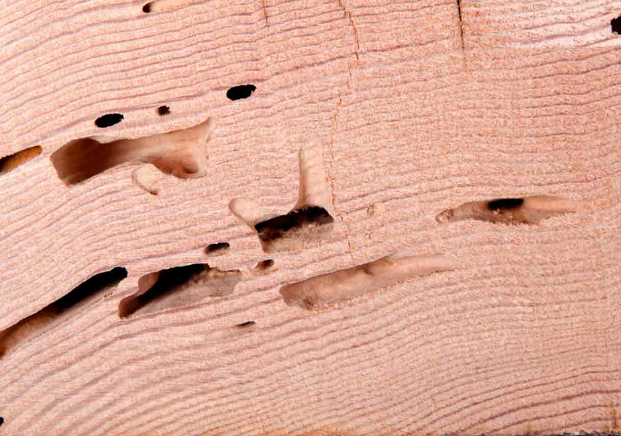 How Technology Is Changing the Way One Company Finds Termites | Best ...