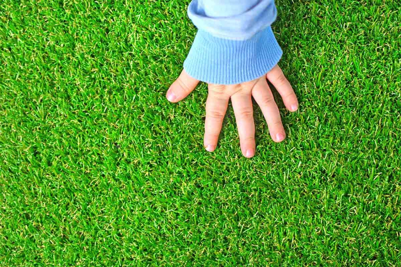 Best Grass Types for DC-Area Lawns | Best Pick Reports