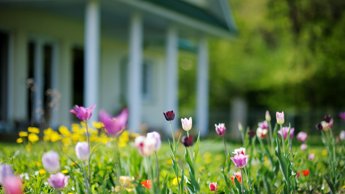 8 Year-Round Flowers to Plant This Spring | Best Pick Reports